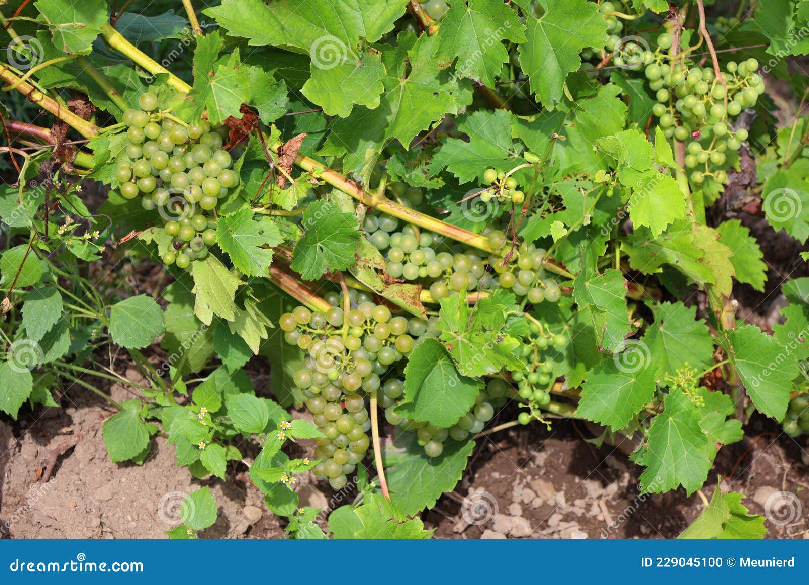 A Green Grape is a Fruit, Botanically a Berry, Stock Photo - Image of ...
