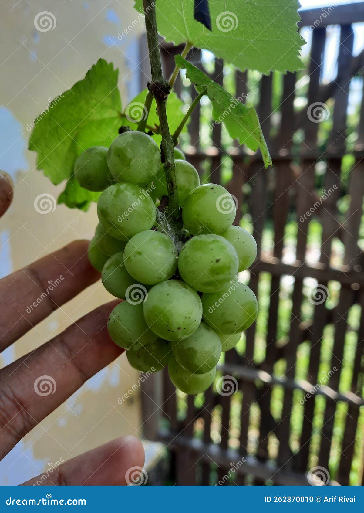 Green grape in the garden stock photo. Image of branch - 262870010