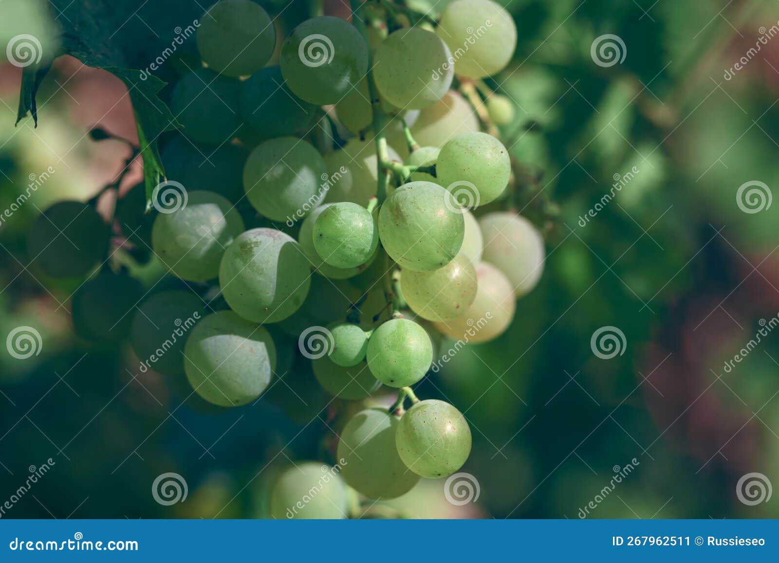 Green grape in the garden stock image. Image of juicy - 267962511