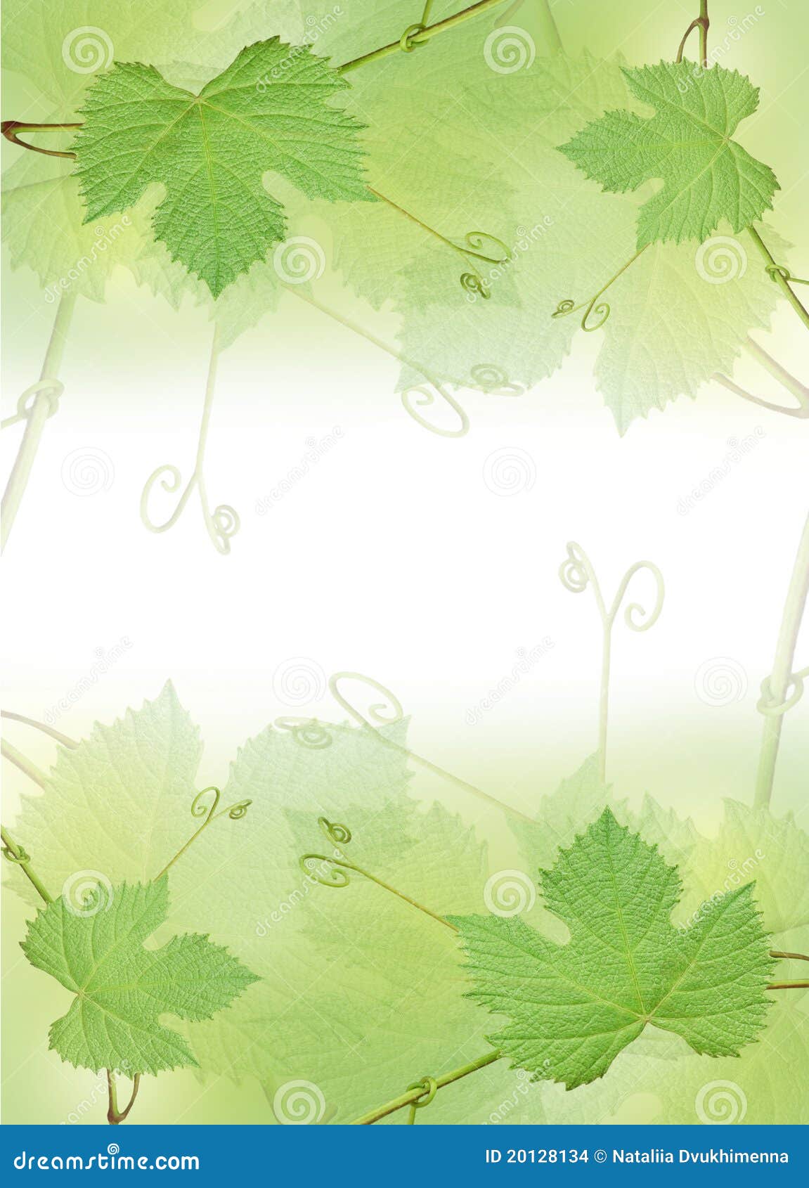 The Green Grape Leaf Border Stock Photo - Image of decor, greeting ...