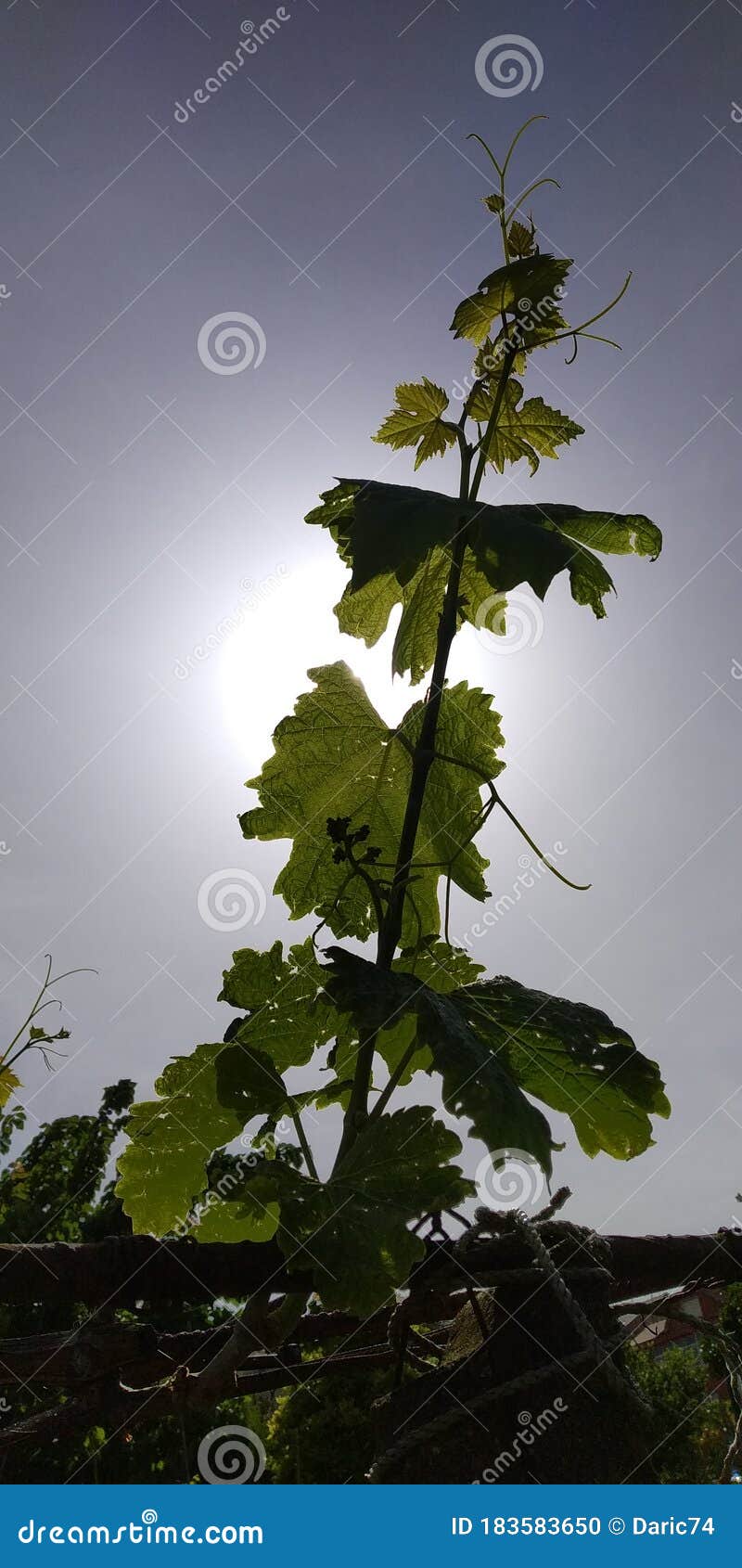 Green Grape Leaf in the Sun Stock Photo - Image of green, leaf: 183583650