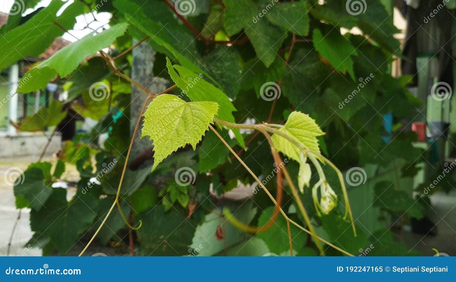 Green grape leaves stock image. Image of grape, food - 192247165