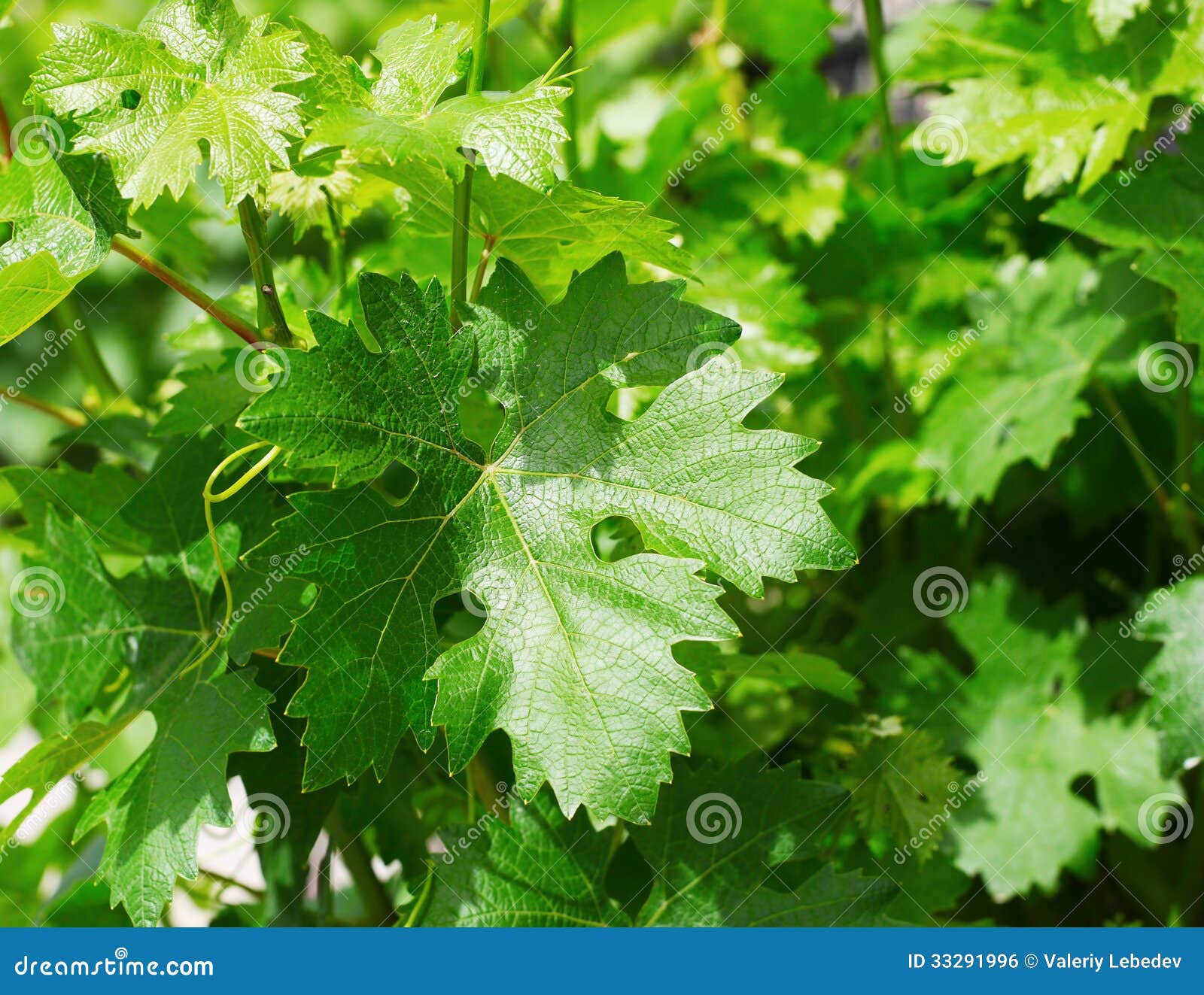 Green grape leaves stock photo. Image of green, beauty - 33291996