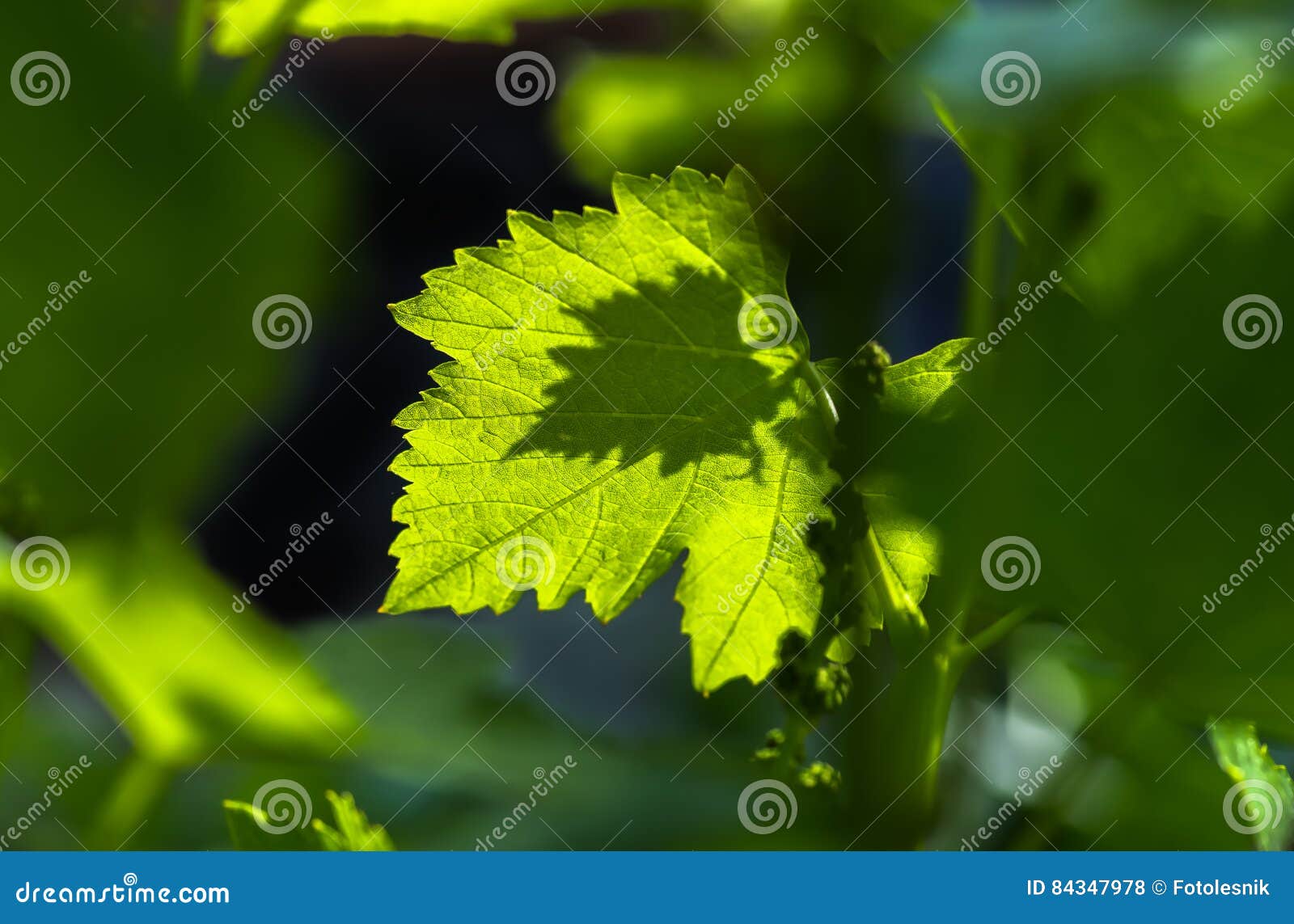 Green Grape Leaves Closeup, Spring Background Stock Photo - Image of ...