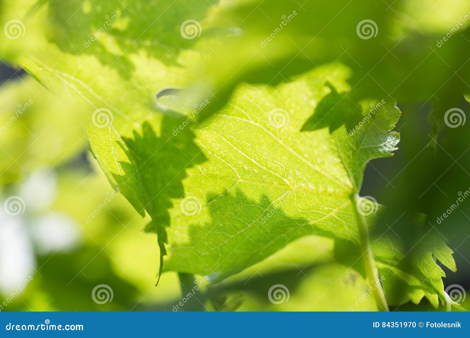 Green Grape Leaves Closeup, Spring Background Stock Photo - Image of ...