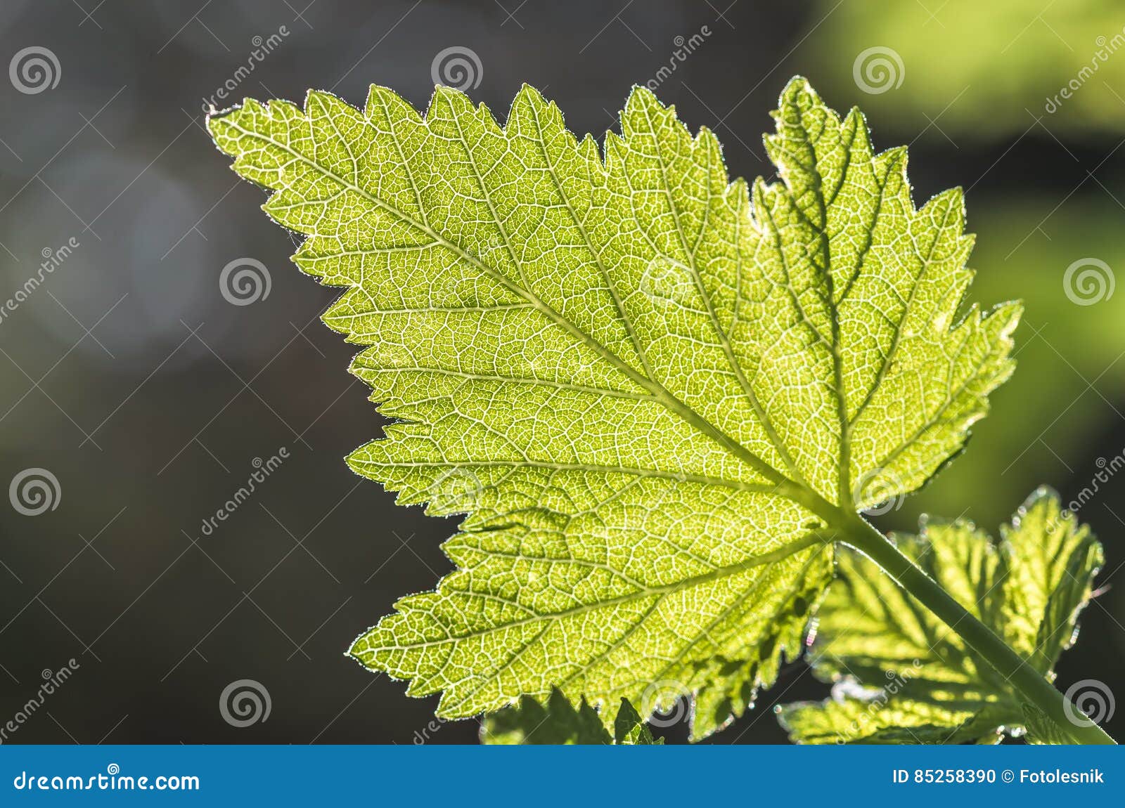 Green Grape Leaves Closeup, Spring Background Stock Photo - Image of ...