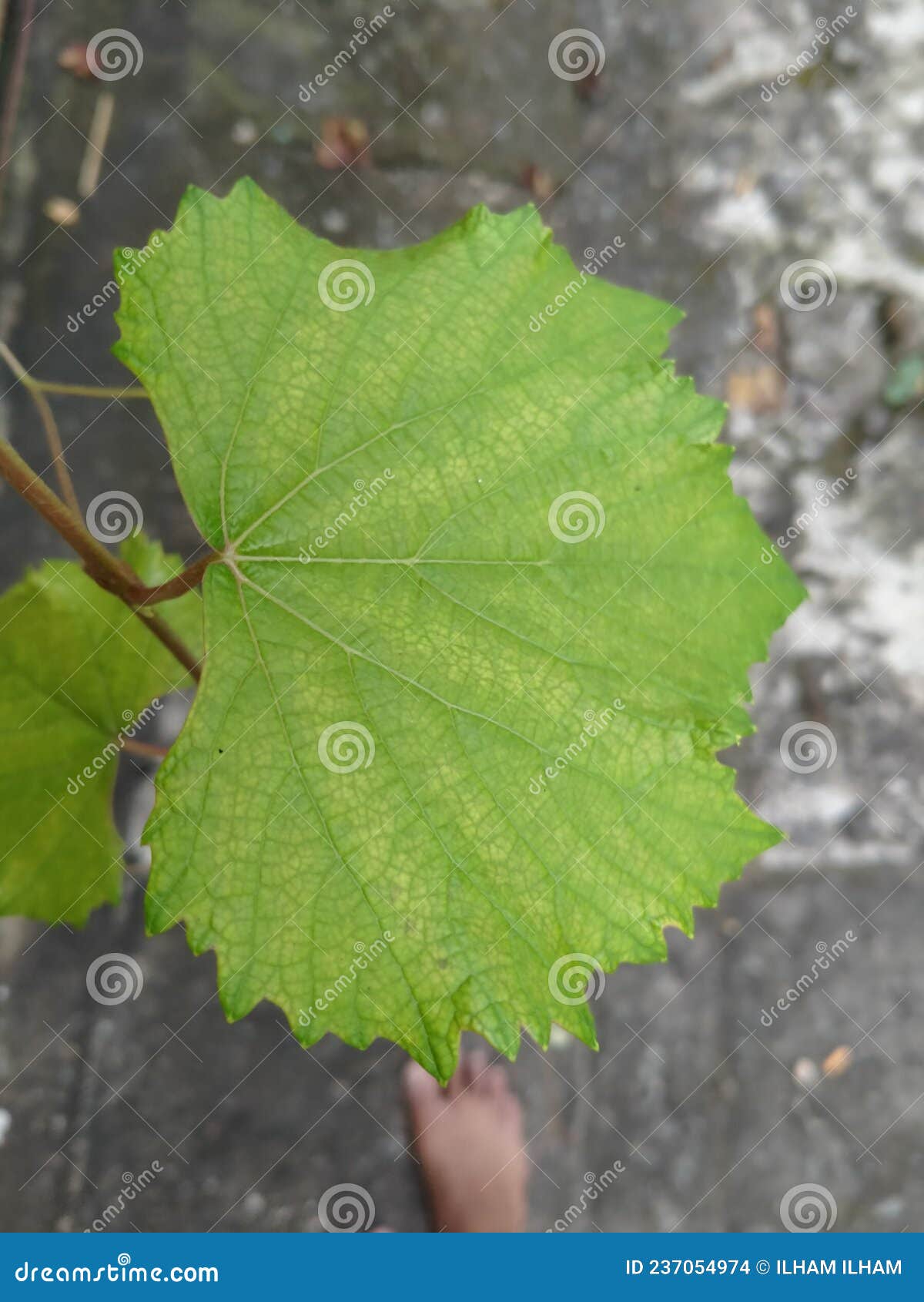 Green grape leaves stock photo. Image of maple, grape - 237054974
