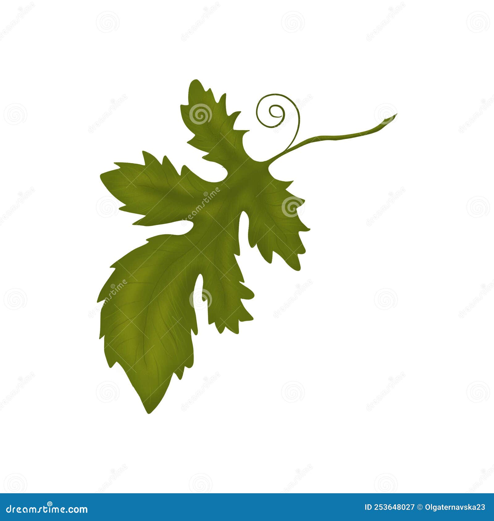 Green Grape Leaves Isolated on White Background. Illustration of Leaves ...