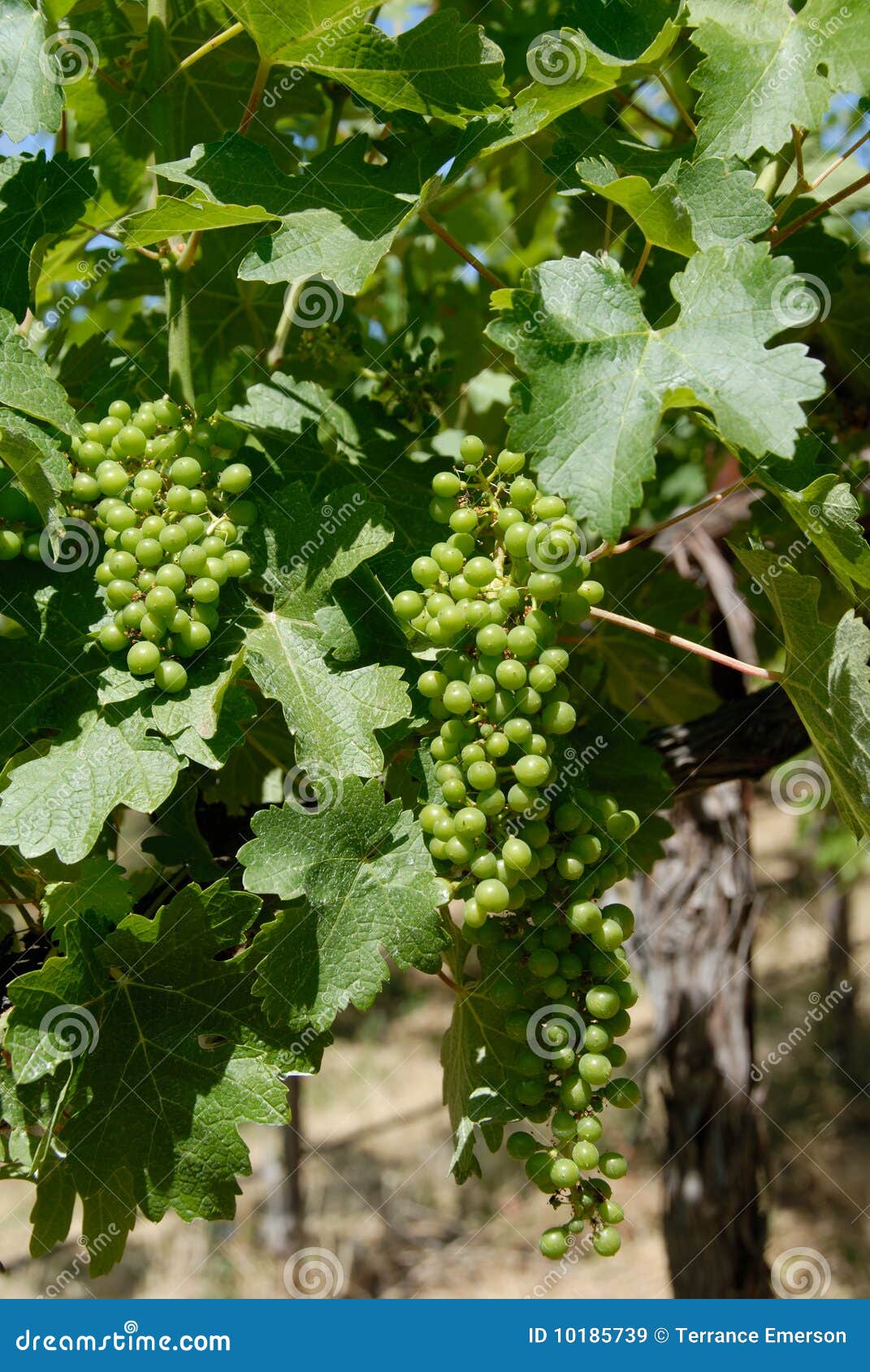 Green Grape Leaves and New Grapes Stock Image - Image of drink, nature ...