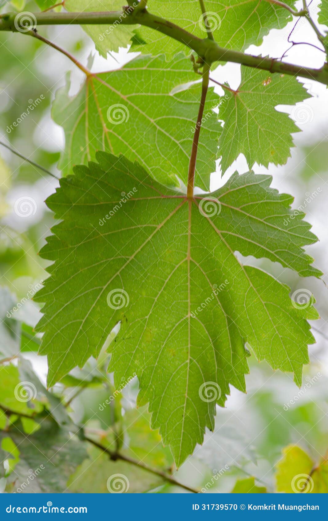 Green grape leaves stock photo. Image of leaf, vineyard - 31739570