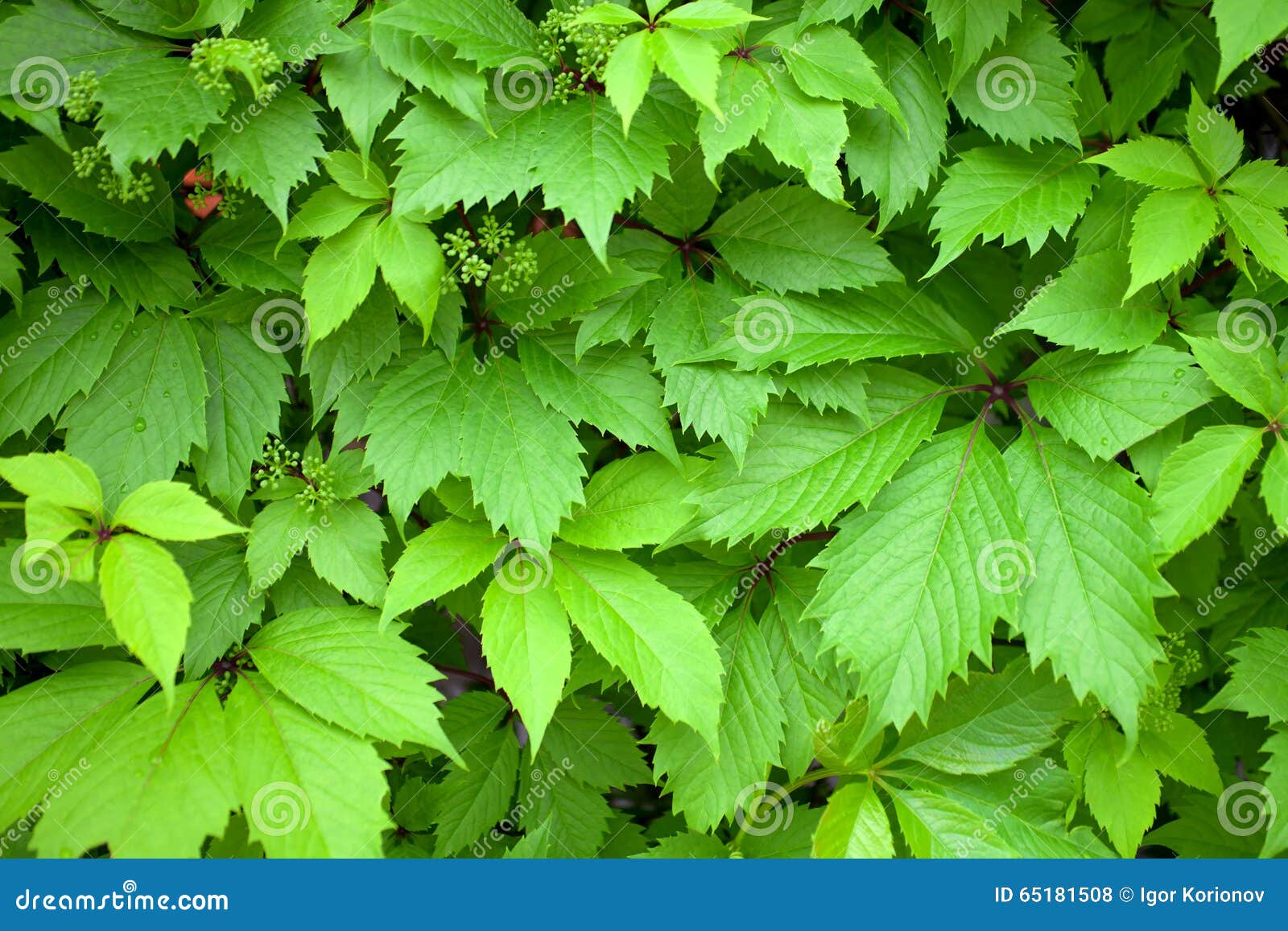 Green grape leaves stock photo. Image of botany, agriculture - 65181508