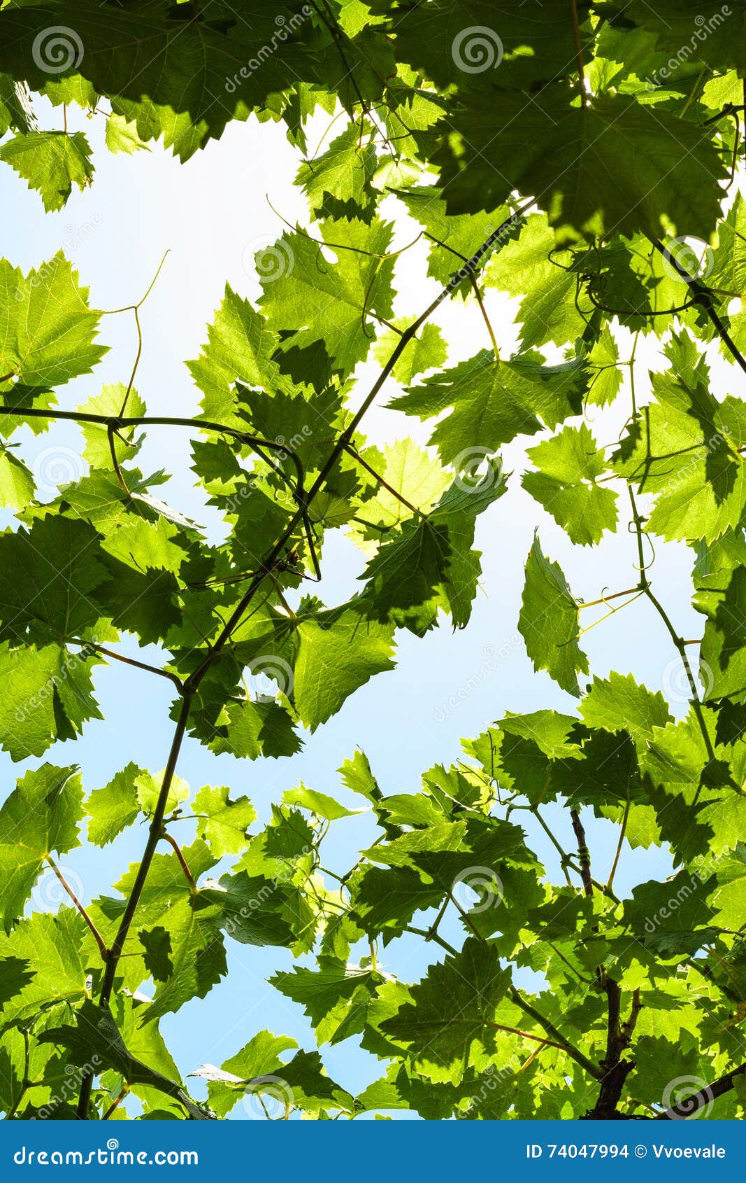 Green Grape Leaves of Vineyard and Blue Sky Stock Photo - Image of view ...