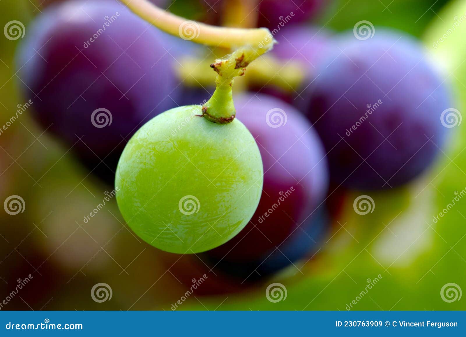 Green Grape Solo 04 stock image. Image of wine, leaf - 230763909