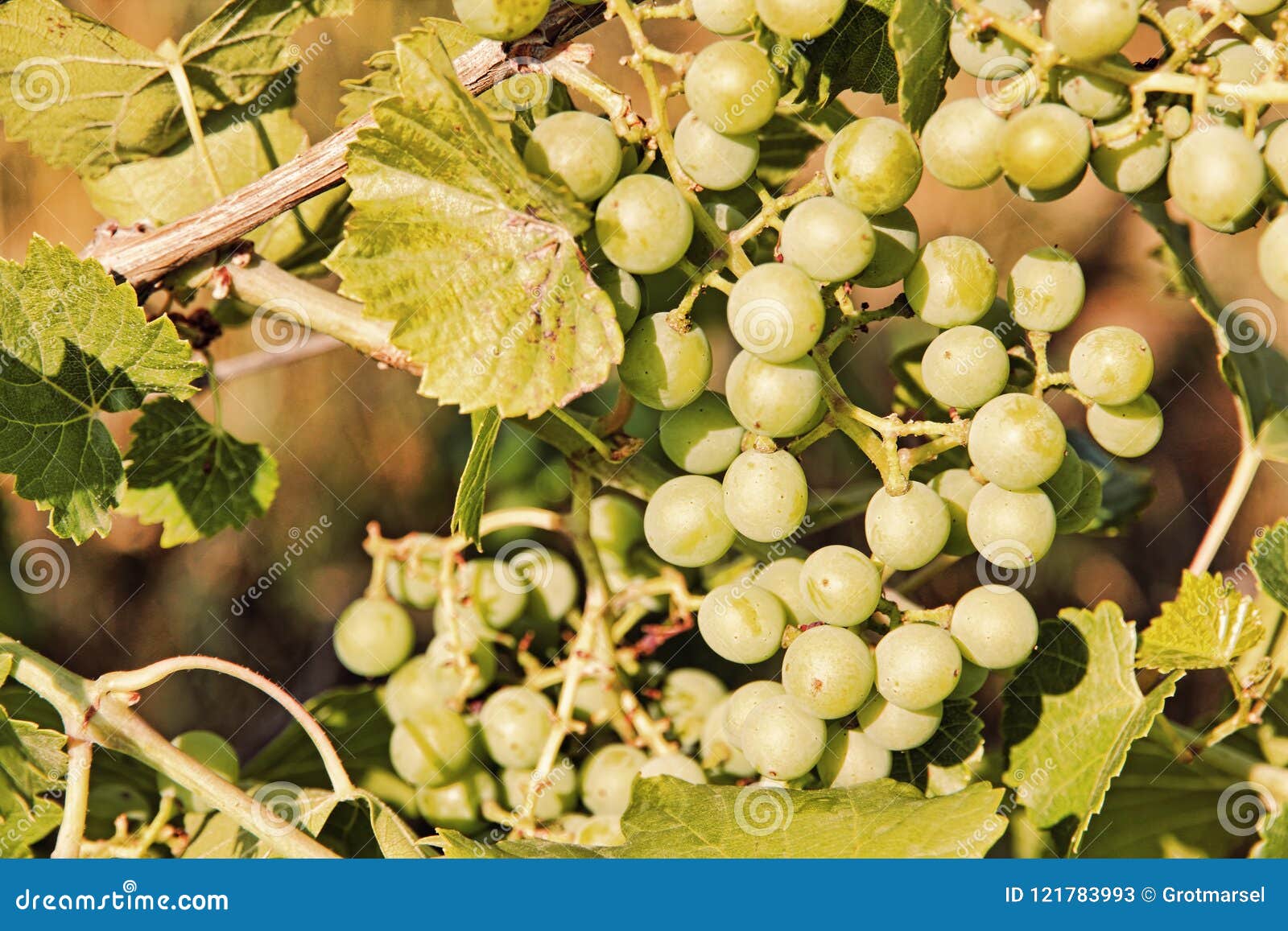 Green grape taken closeup. stock image. Image of closeup - 121783993