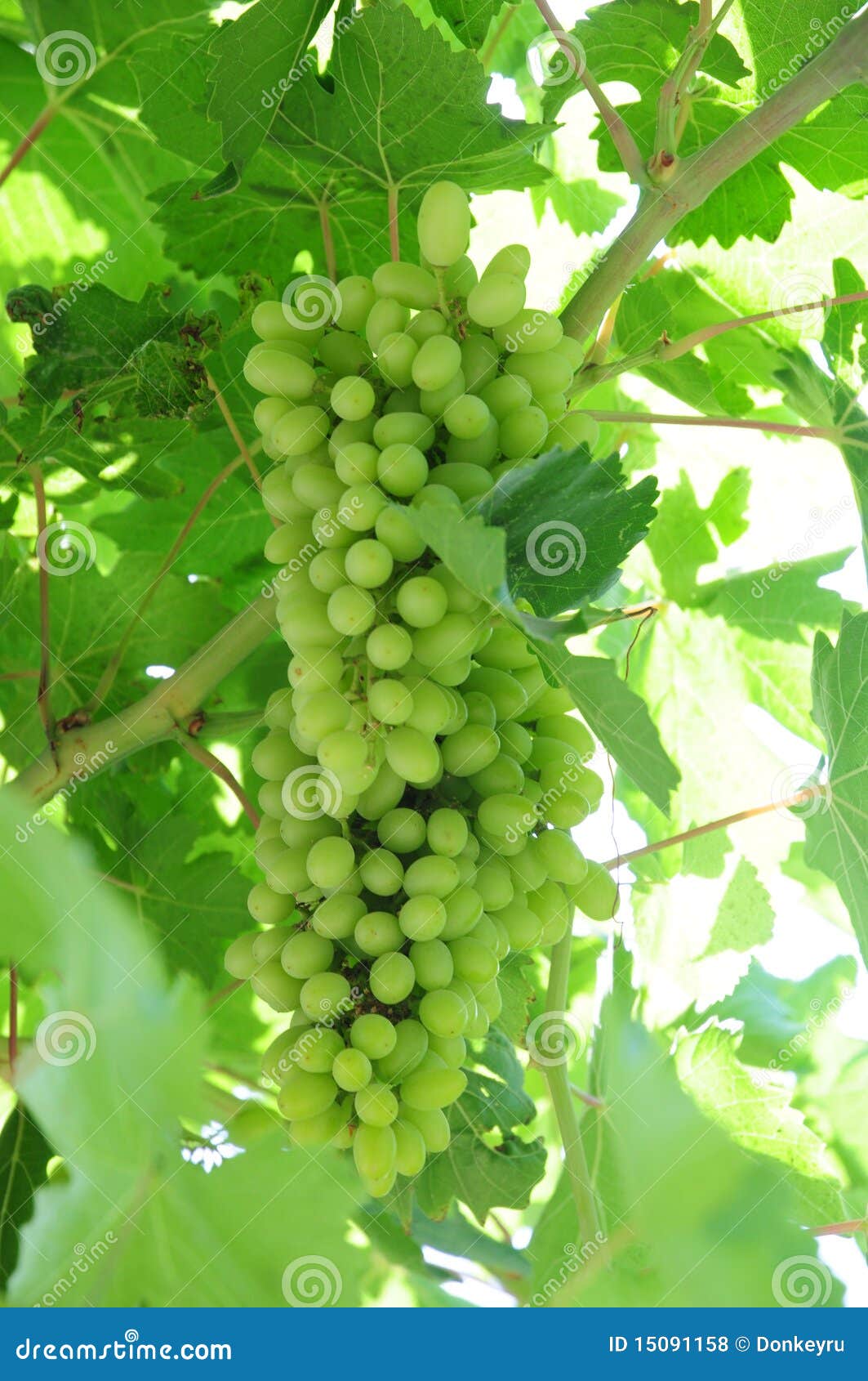 Green grape on vine stock photo. Image of sweet, vineyard - 15091158
