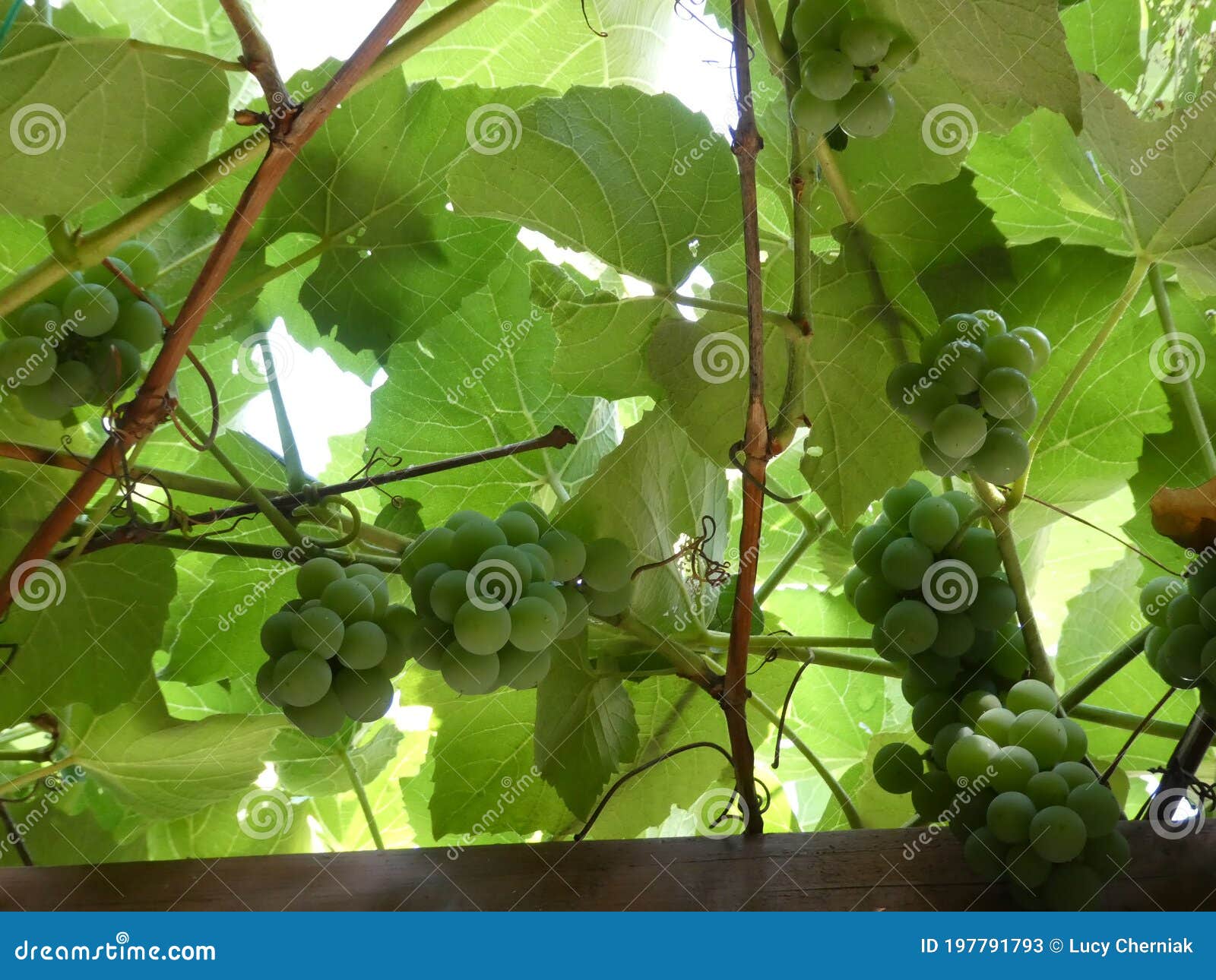 Green grape on the Vine stock image. Image of fruit - 197791793