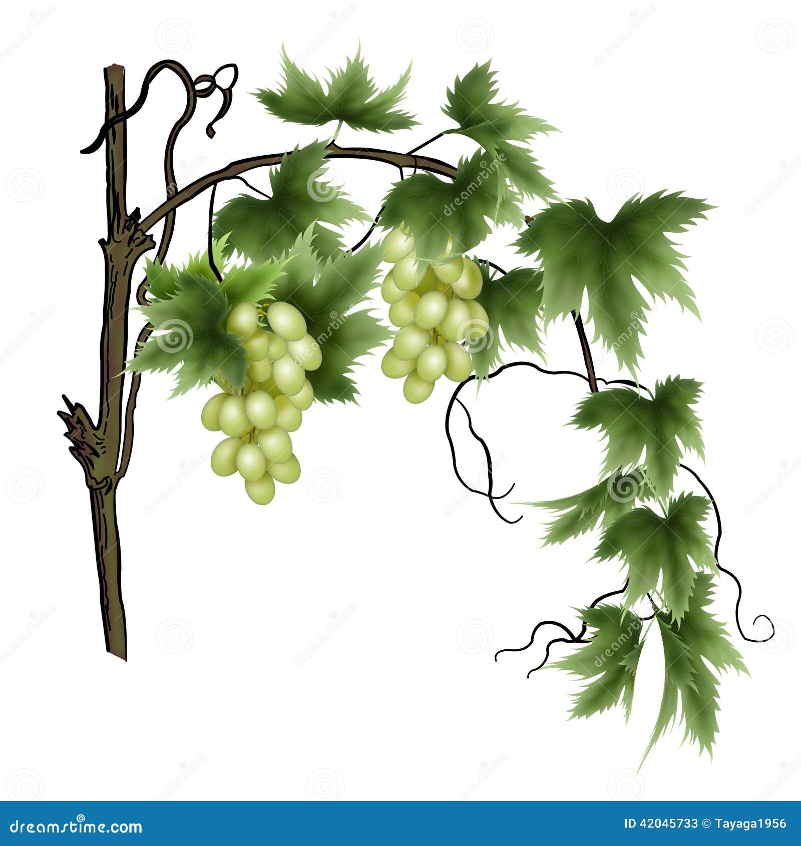 Green grape vine stock illustration. Illustration of dessert - 42045733
