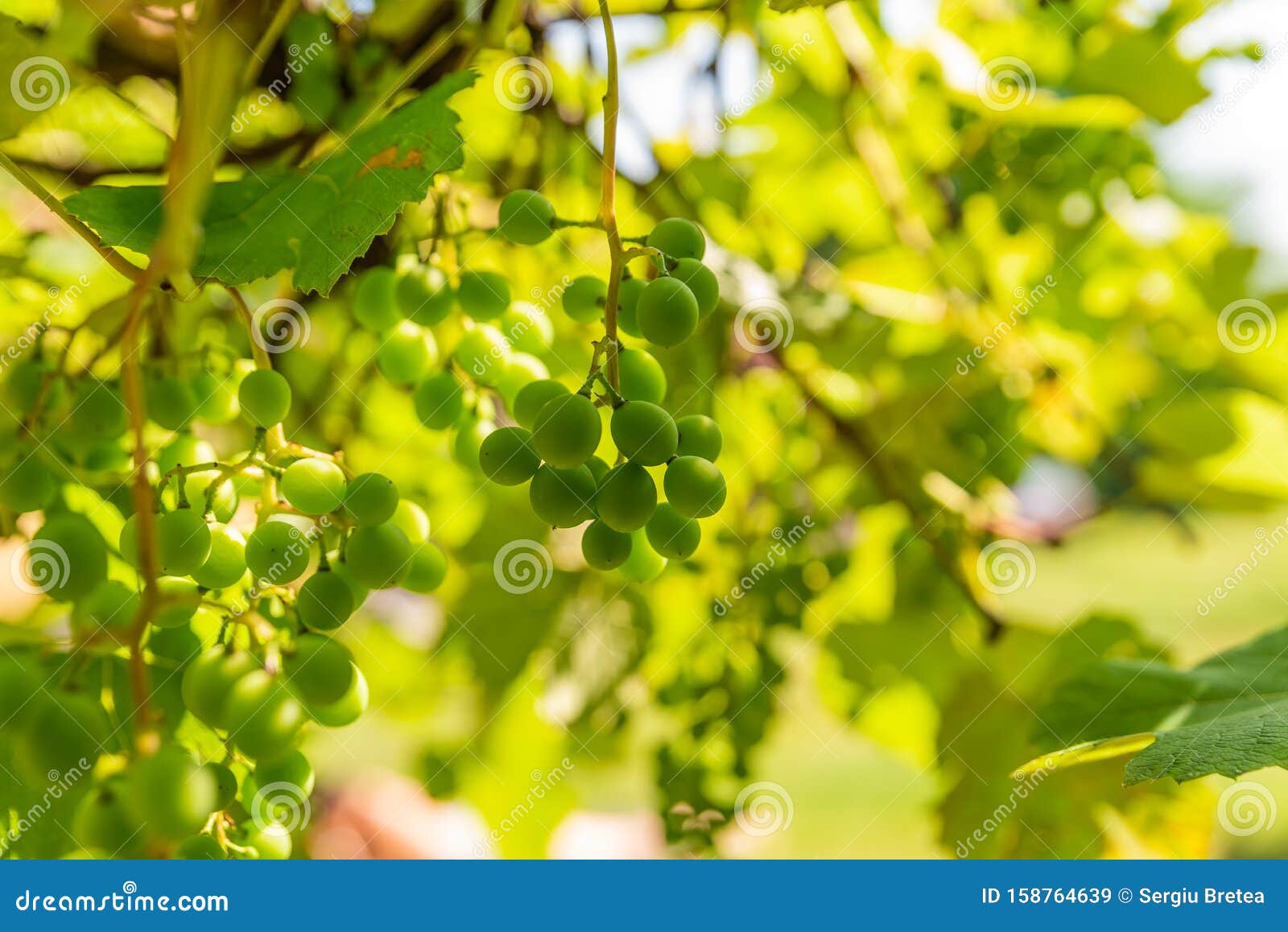 Young green grapes stock image. Image of wine, autumn - 158764639
