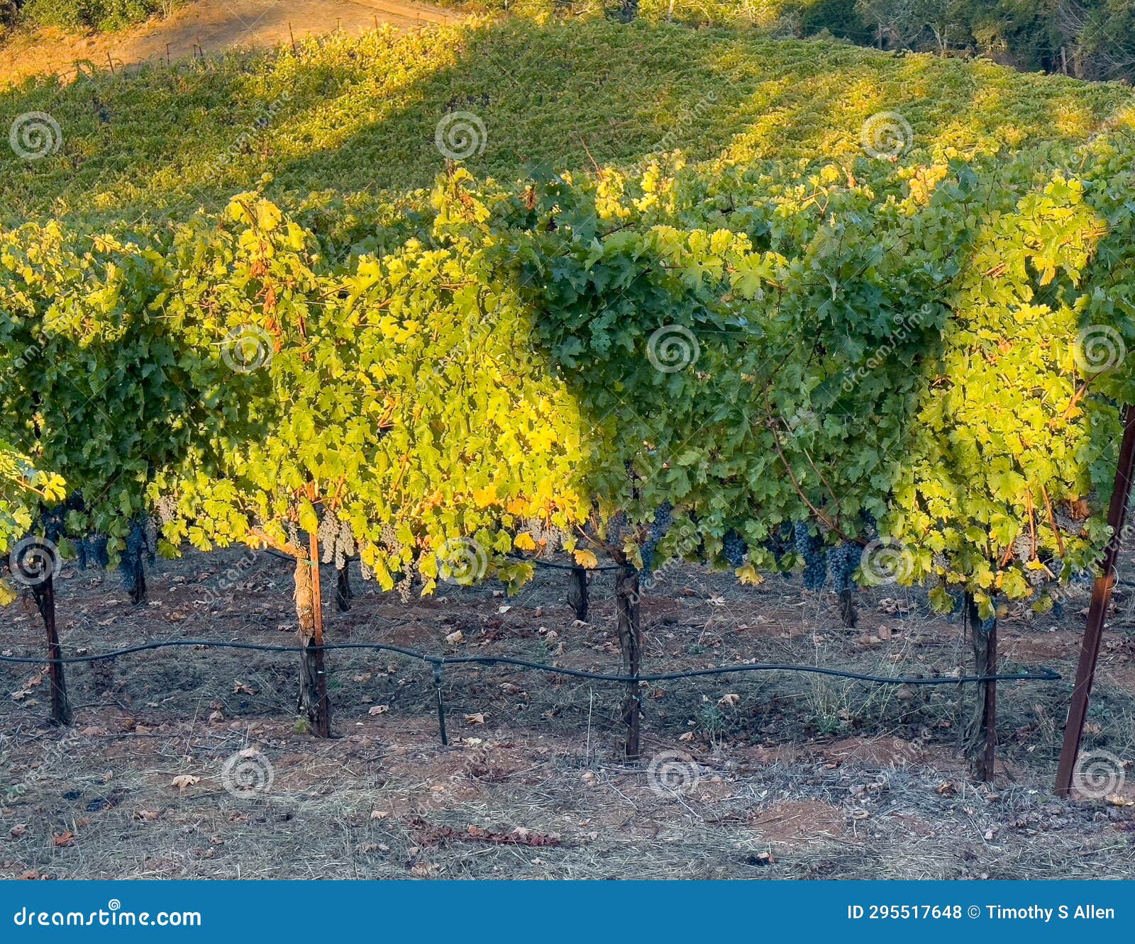 Green Grape Vines are Growing with Early Morning Light Stock Photo ...