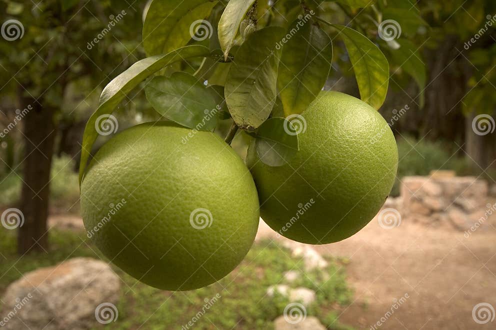 Green Grapefruit stock photo. Image of unripened, unripe - 1399326