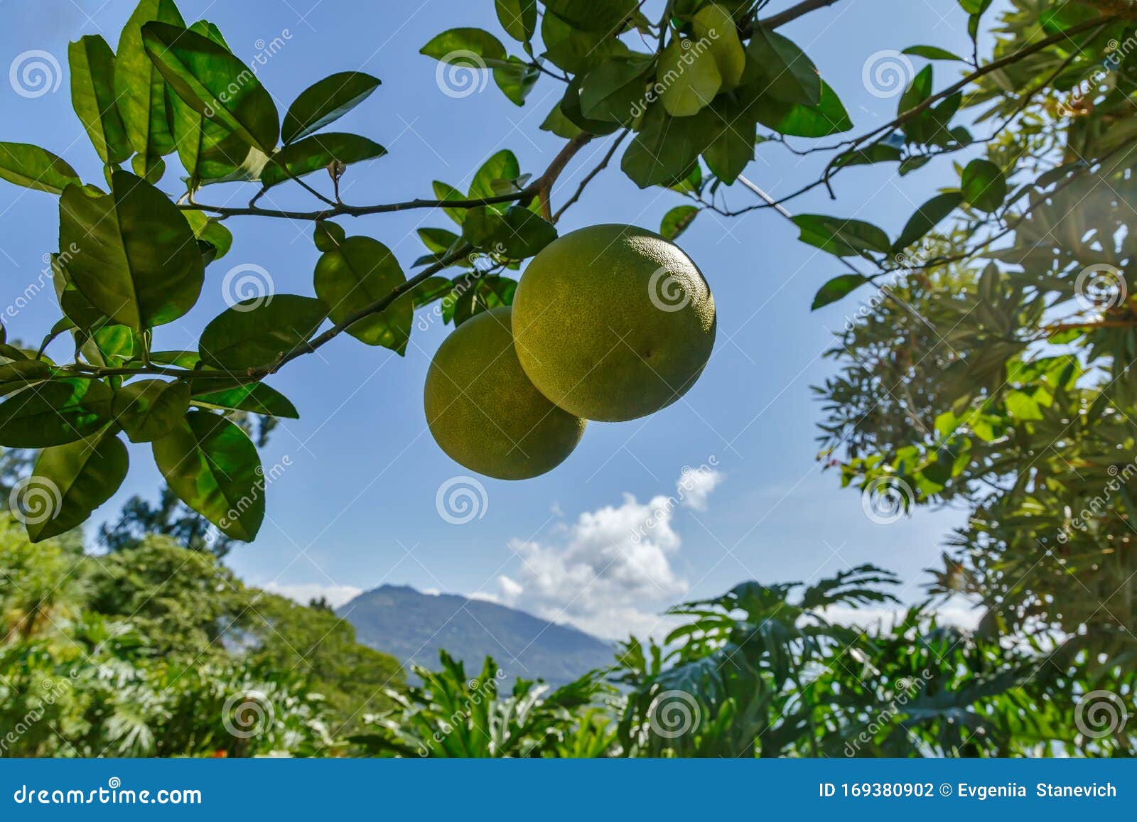 Green Grapefruit Growing on Tree with Mountain View Stock Photo - Image ...