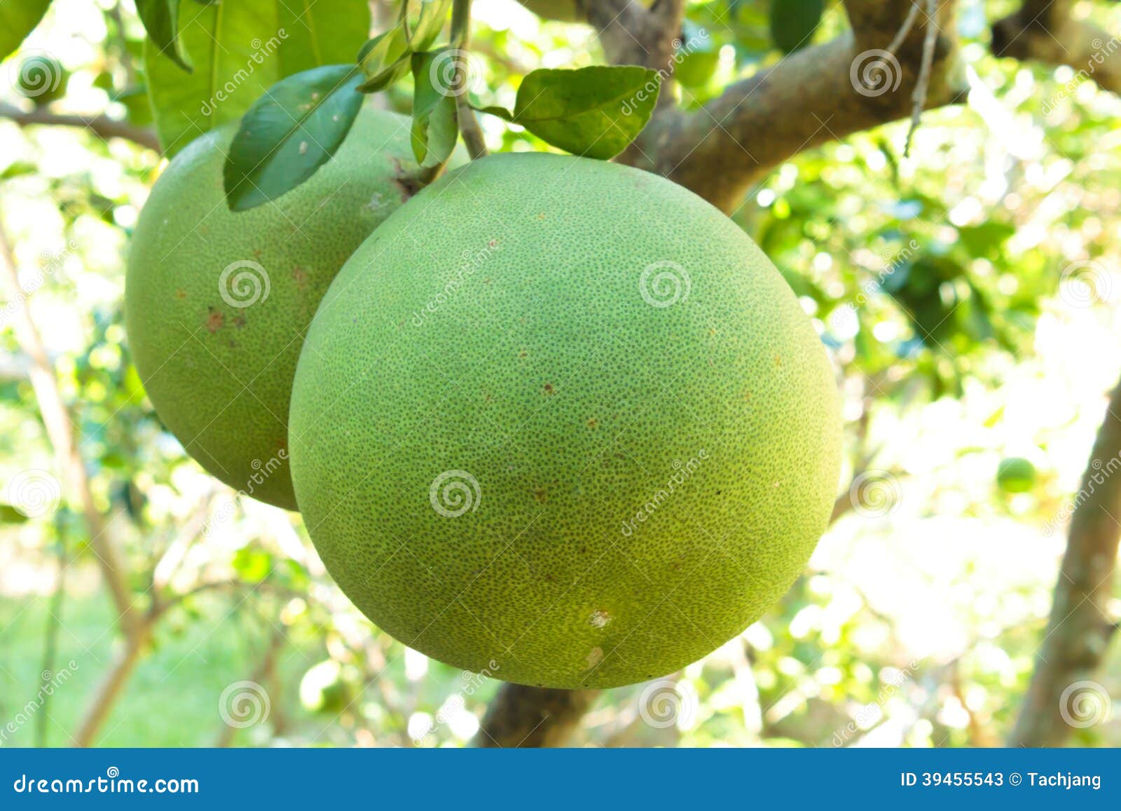 Green Grapefruit Growing on Tree. Stock Image - Image of orange ...