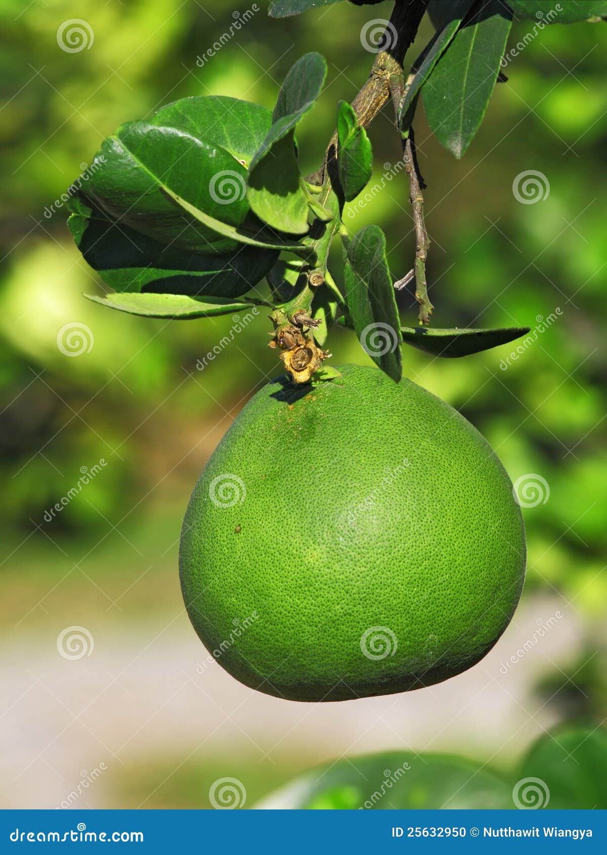 Green grapefruit on tree stock photo. Image of healthy - 25632950