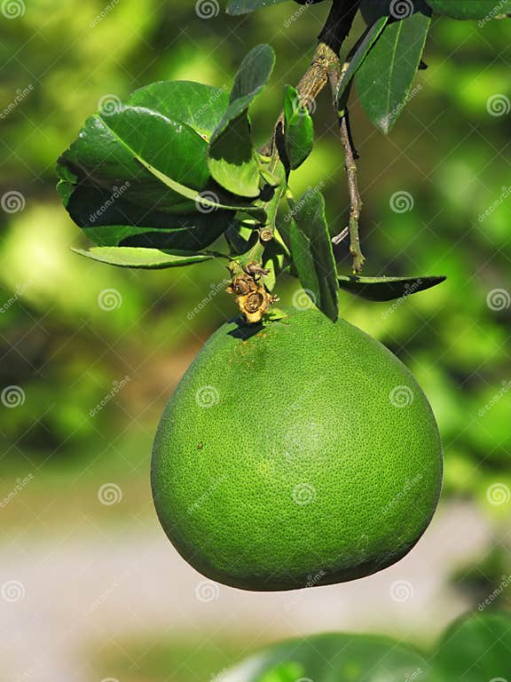 Green grapefruit on tree stock photo. Image of healthy - 25632950
