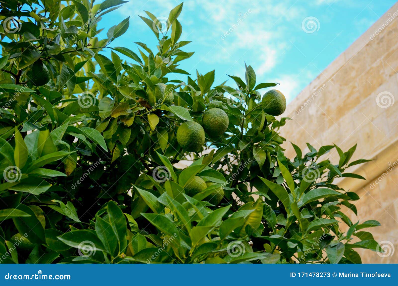 Green Grapefruit on a Tree Close-up. Stock Image - Image of drink ...