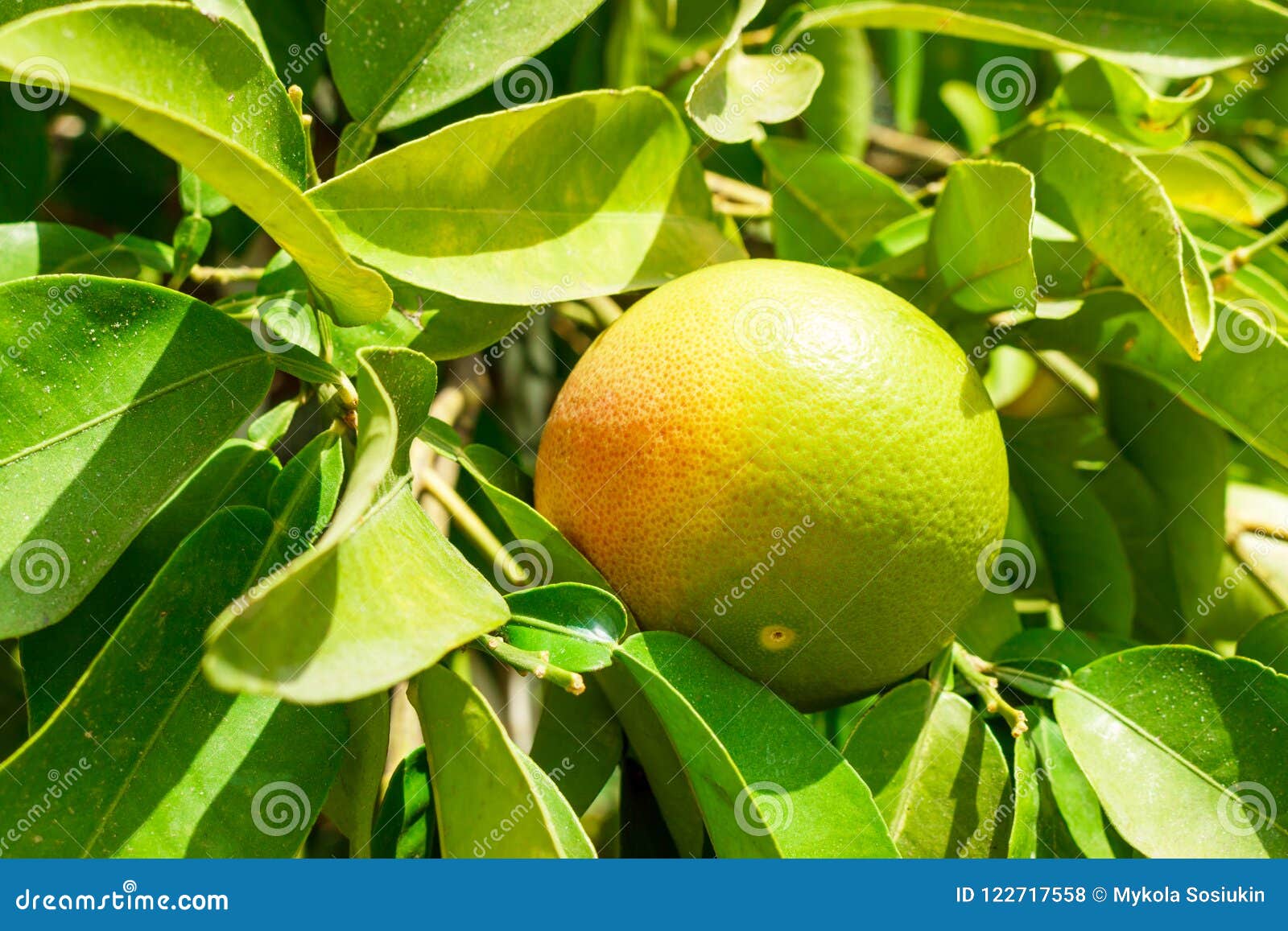 Green Grapefruit on Tree in Plantation Close Up Stock Photo - Image of ...