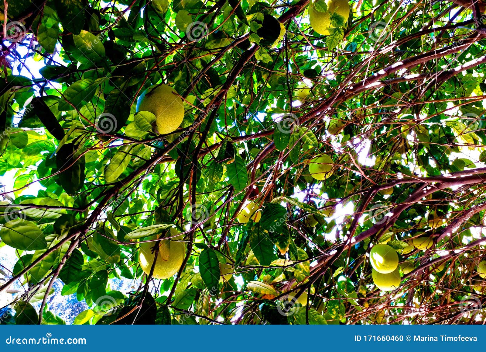 Green Grapefruits on a Tree, a Lot of Fruit on the Branches. Stock ...