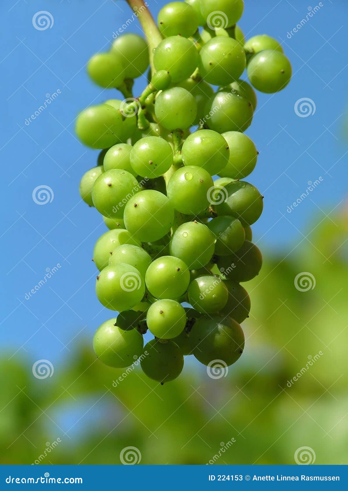 Green grapes stock image. Image of fresh, wine, round, regina - 224153