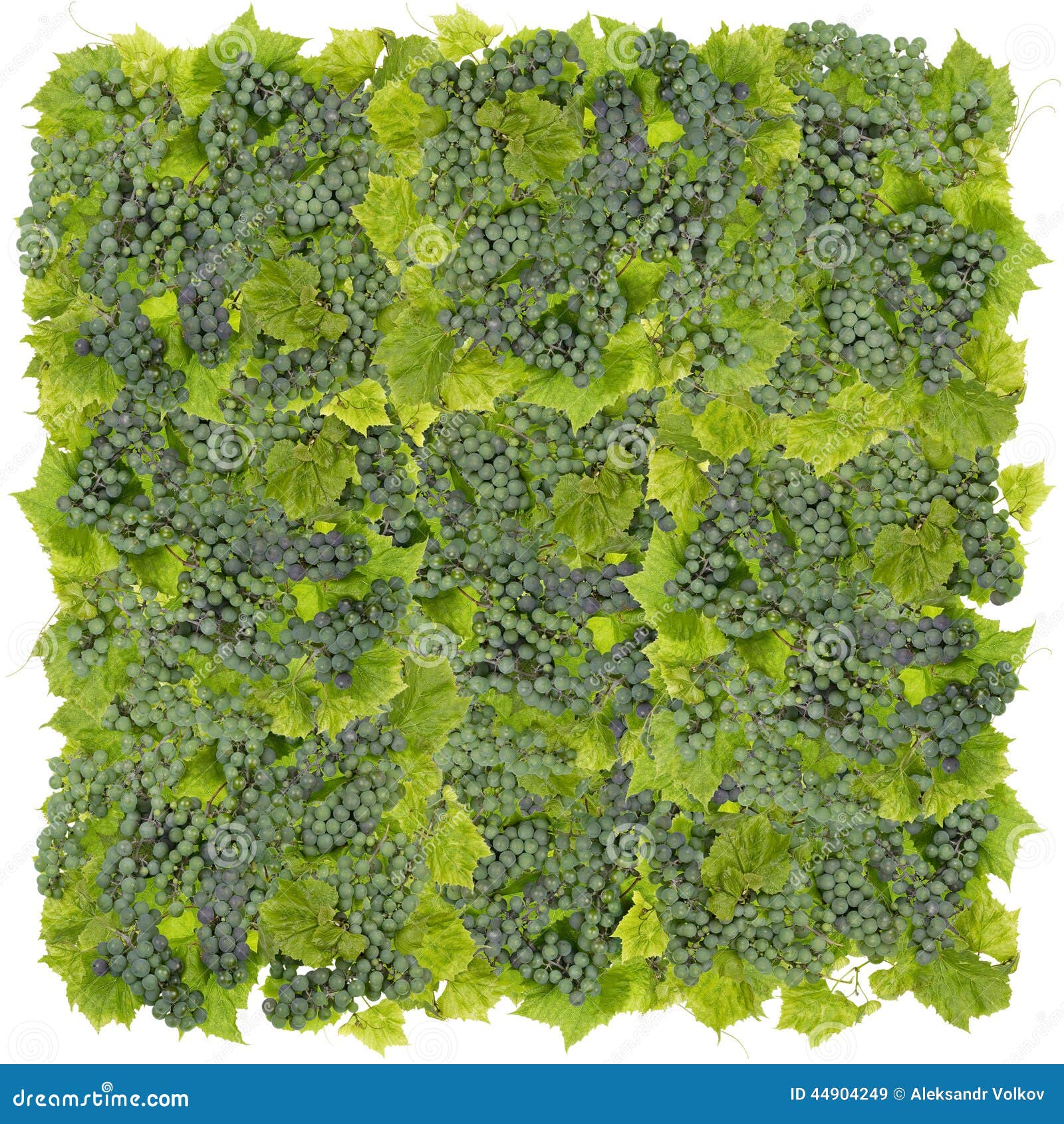 Green grapes big square stock image. Image of fruit, healthy - 44904249