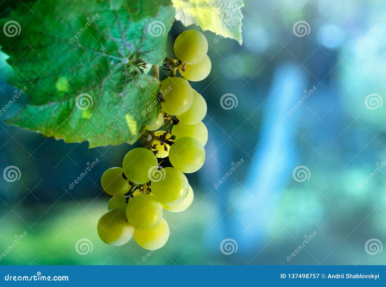 Green Grapes Close-up at Dawn Stock Image - Image of dessert, healthy ...