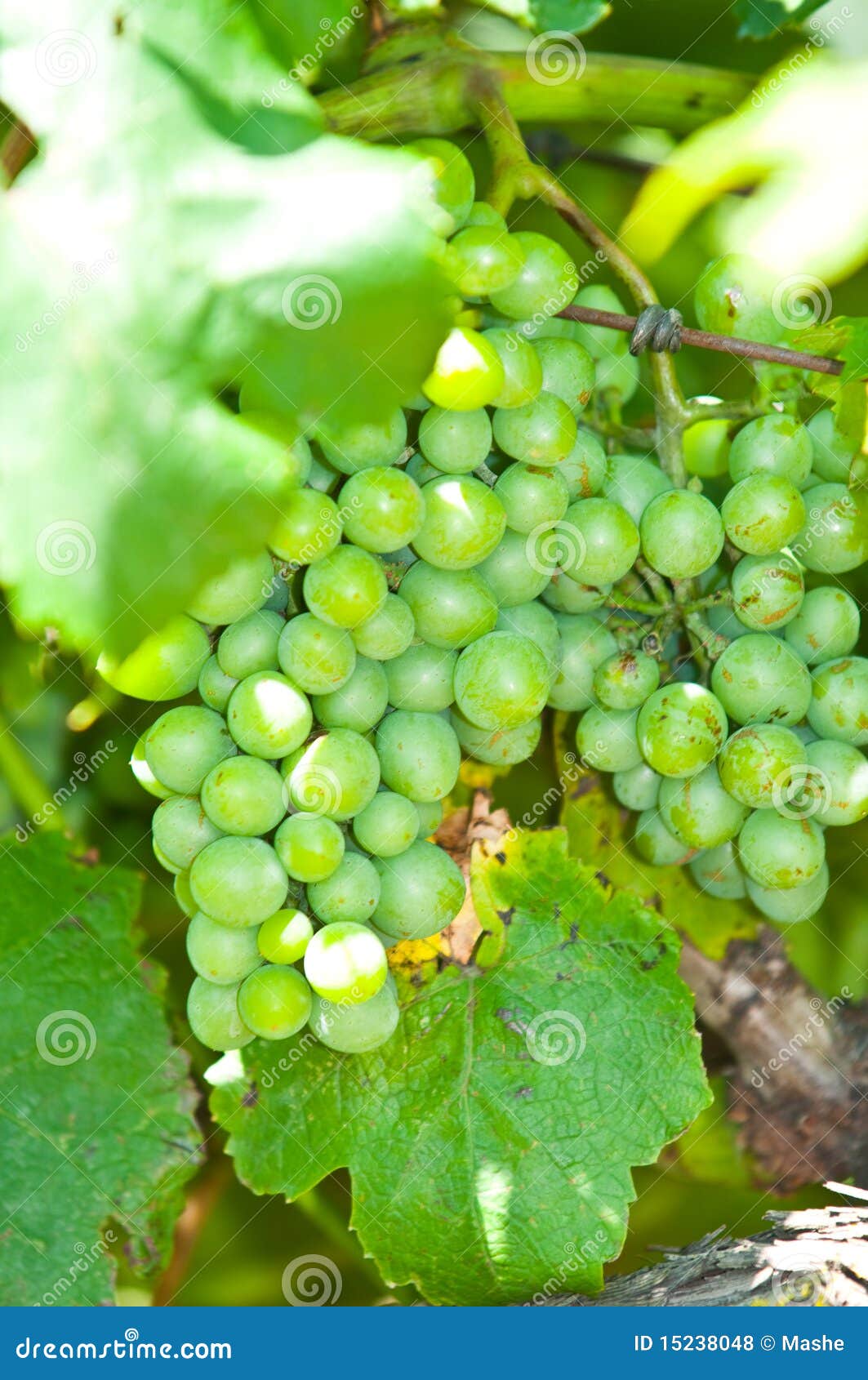 Green grapes close-up shot stock photo. Image of nature - 15238048
