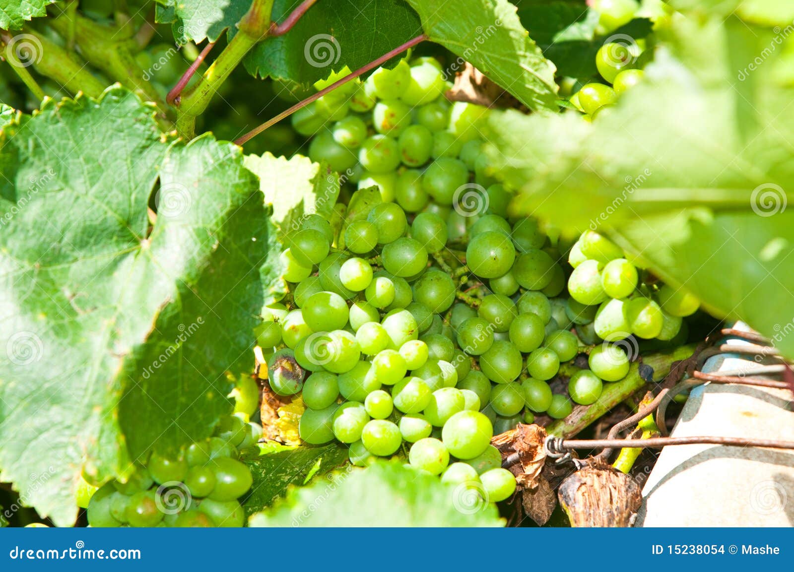 Green grapes close-up shot stock photo. Image of leaf - 15238054