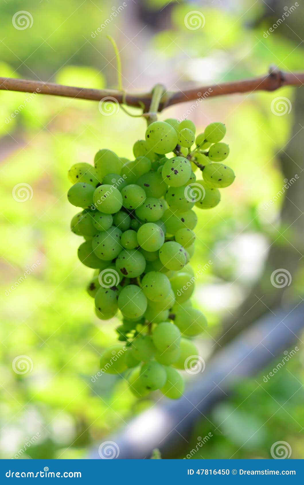 Green Grapes Close-up from a Vineyard Stock Photo - Image of bright ...