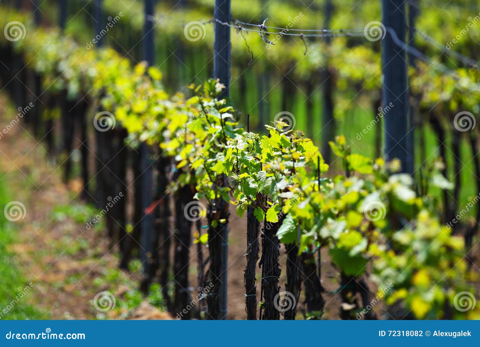 Green grapes on field stock photo. Image of green, autumn - 72318082