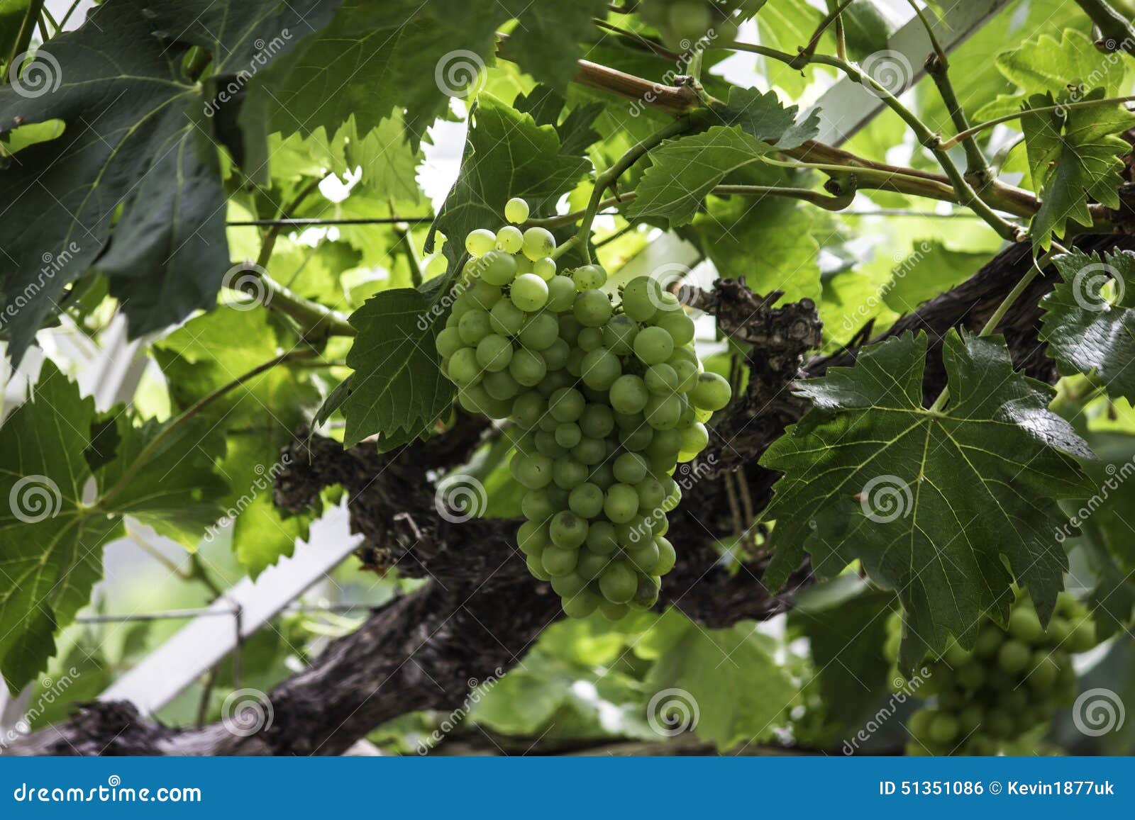 Green Grapes stock photo. Image of leaves, green, summers - 51351086