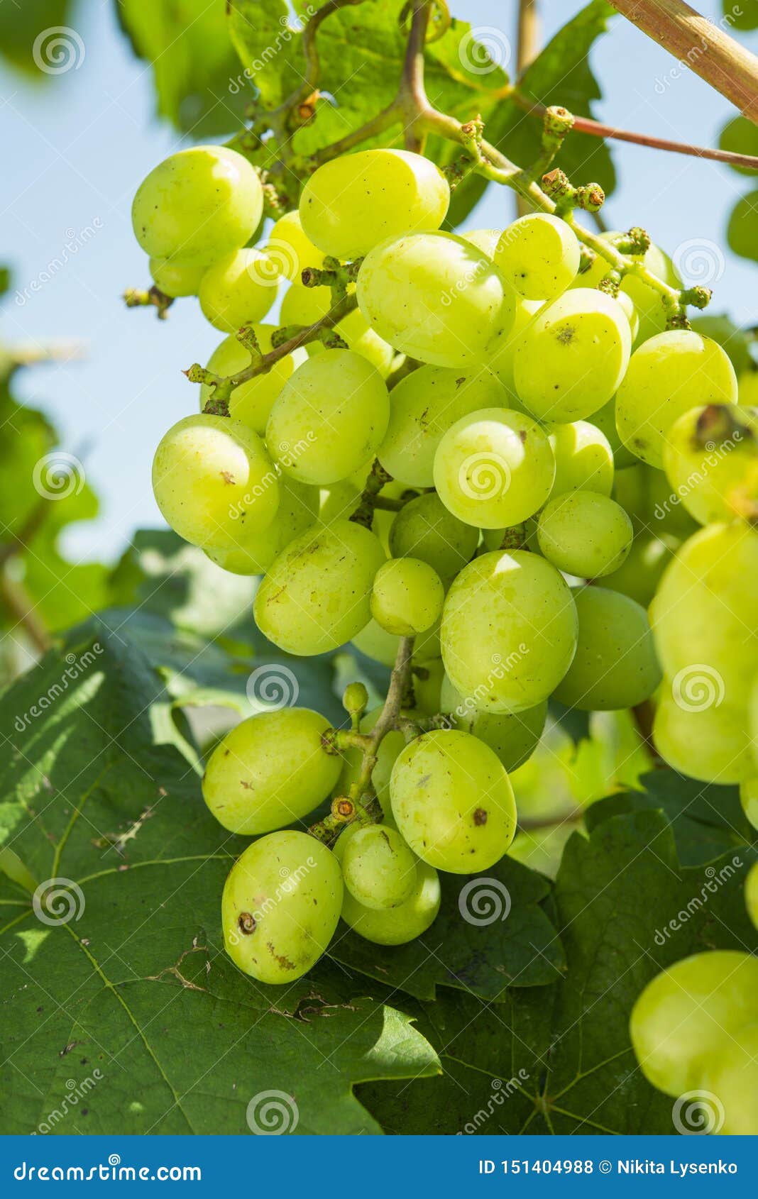 Green Grapes Growing on a Bush on a Farm Stock Photo - Image of ...