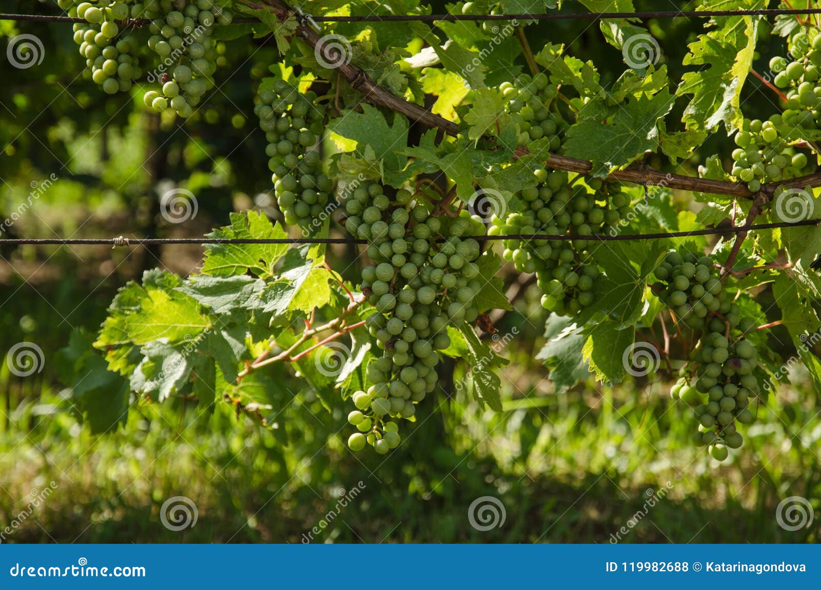 Green Grapes in Spring Vineyard Stock Photo - Image of beauty, fruitm ...