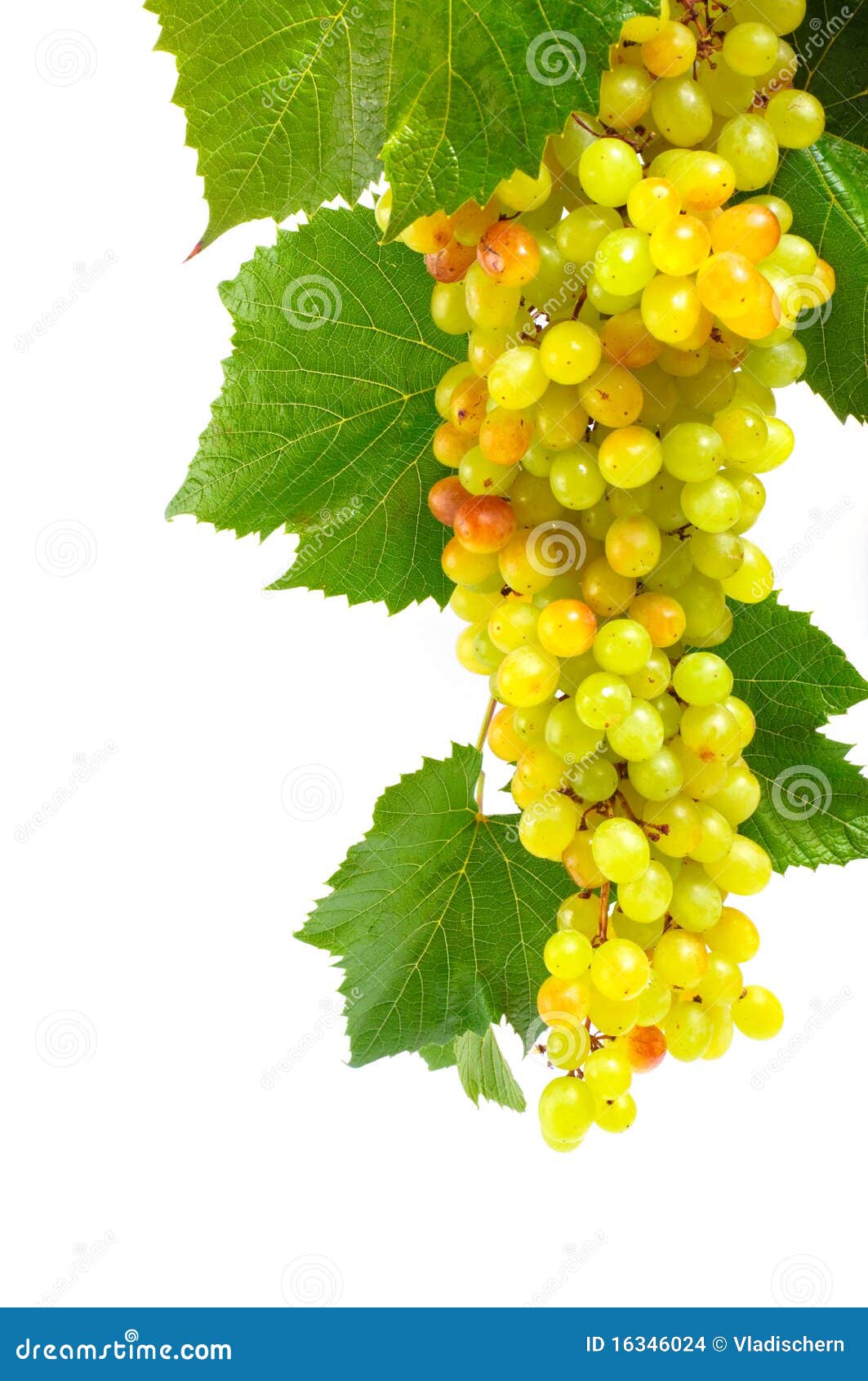 Green grapes with leaves stock photo. Image of harvest - 16346024
