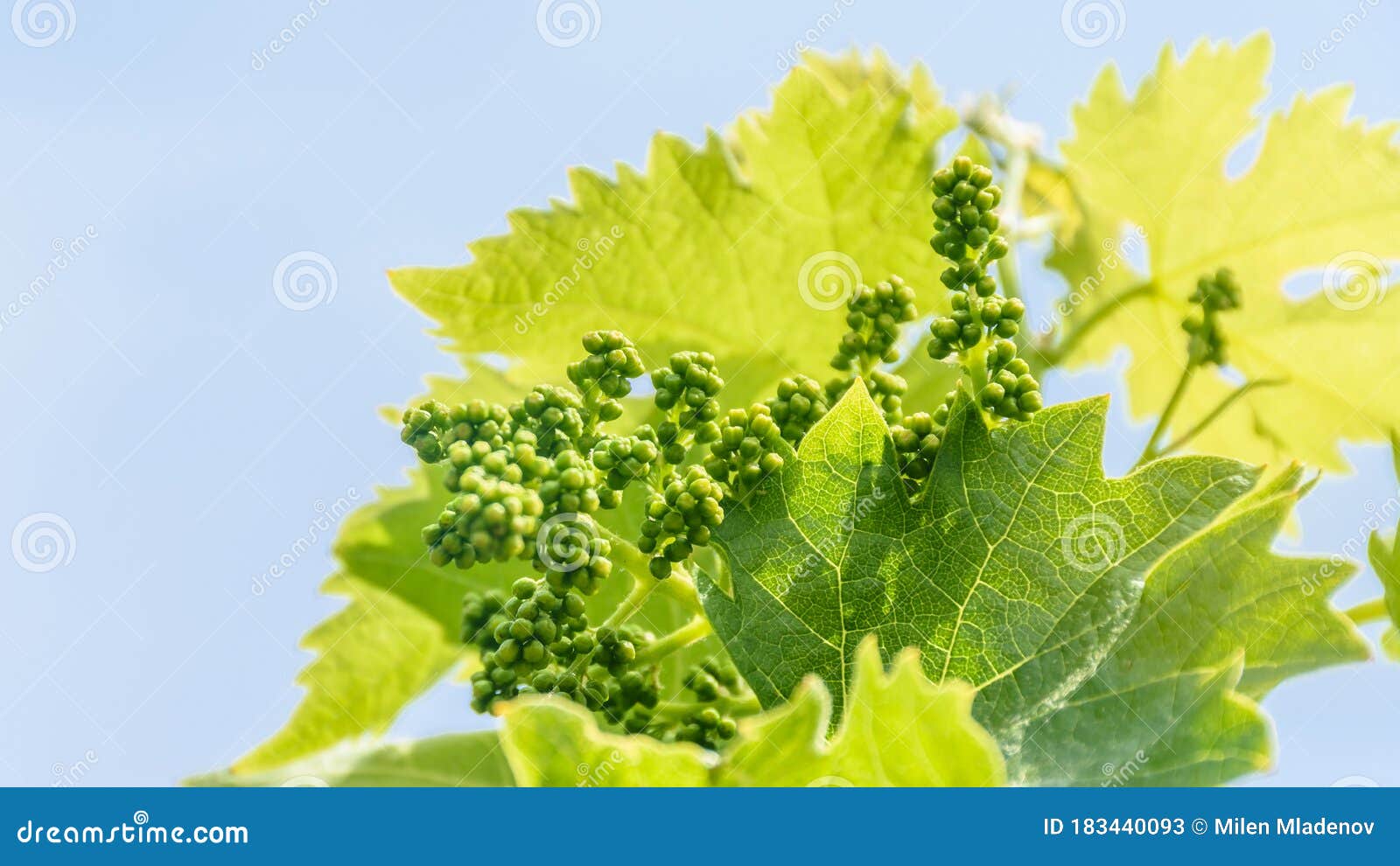 Green Grapes Lightened by the Sun Stock Image - Image of grapes, 2020: ...