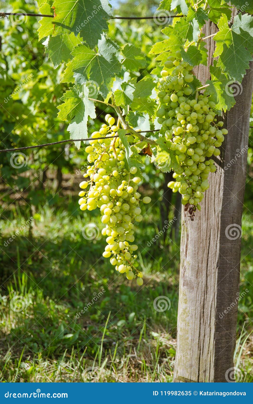 Green Grapes in Spring Vineyard Stock Image - Image of farming ...