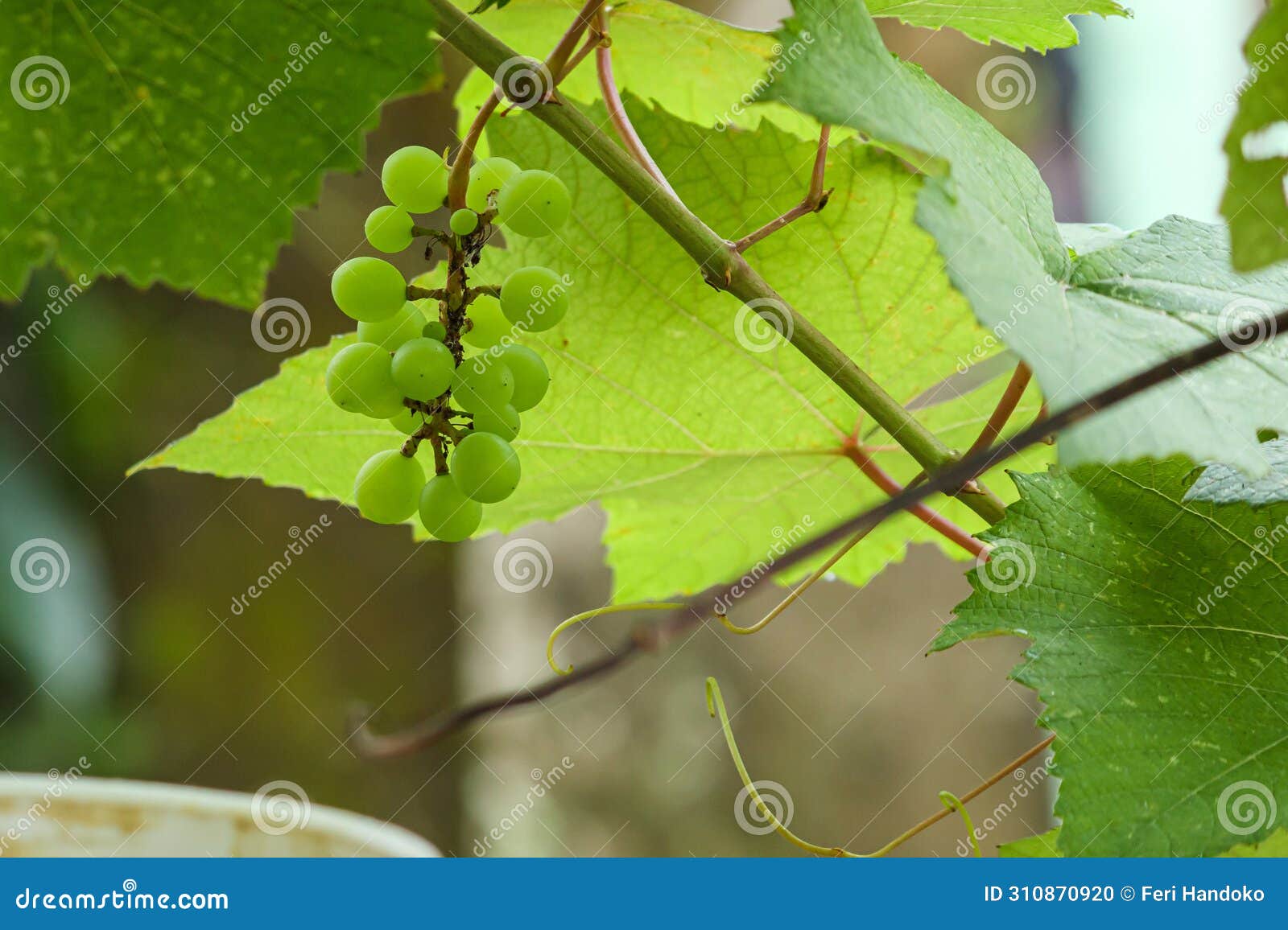 Green Grapes that are Still Young and Not yet Ripe are Still on the ...