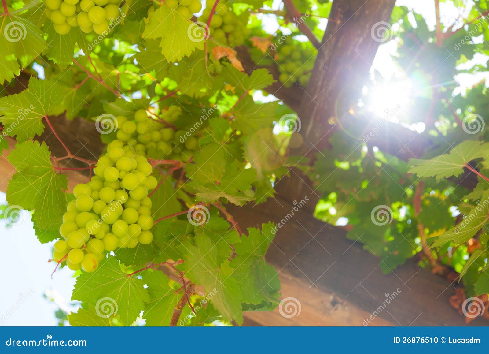 Green grapes in the sun. stock photo. Image of light - 26876510