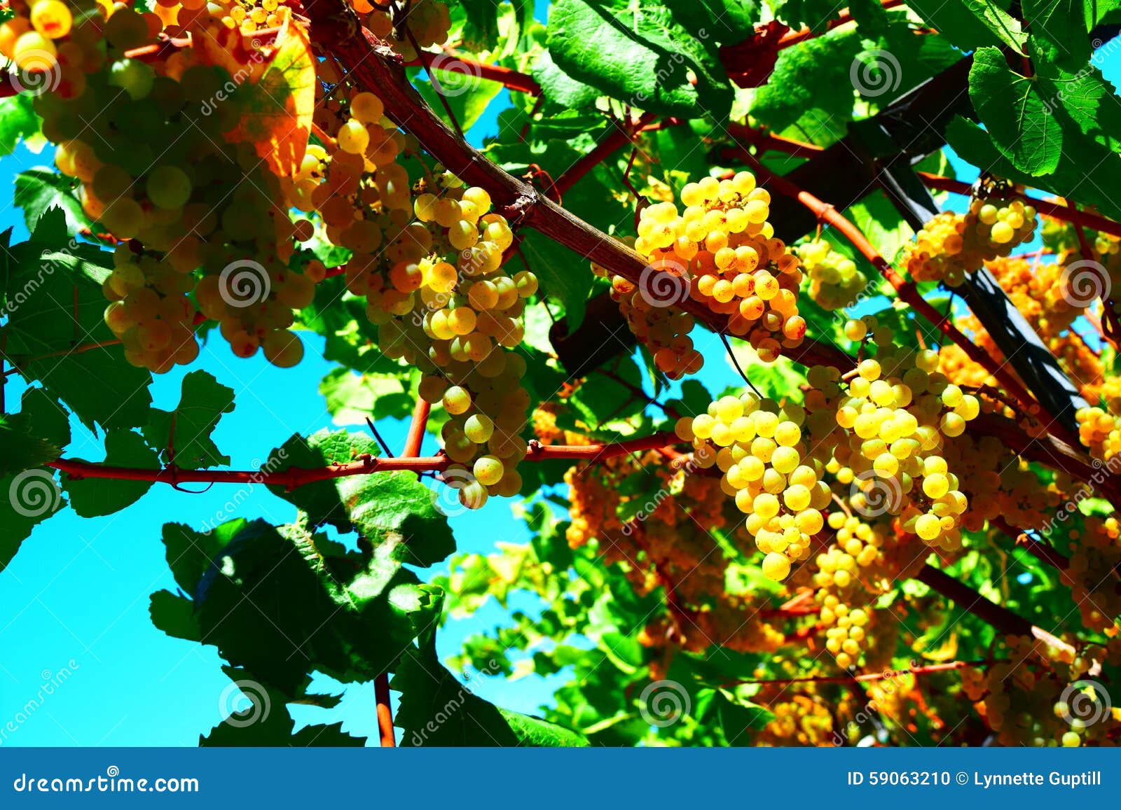 Green grapes in the sun stock photo. Image of summer - 59063210