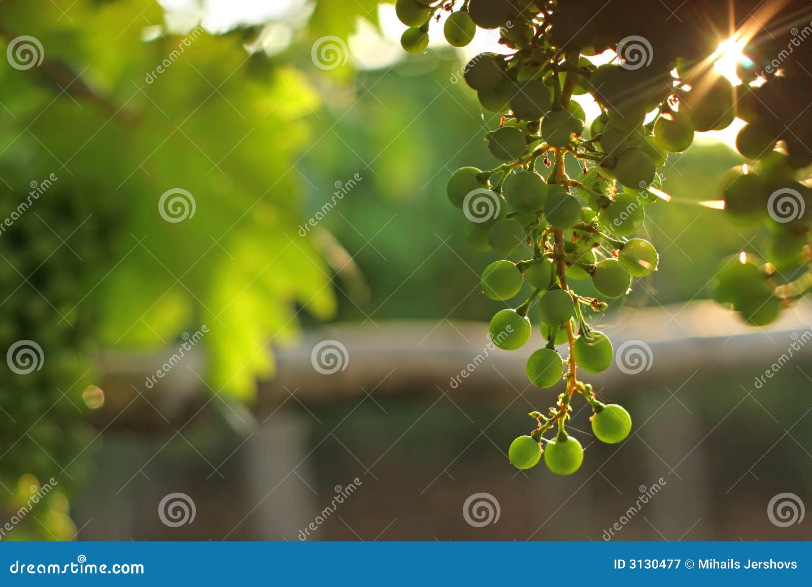 Green grapes at sunrise stock image. Image of closeup - 3130477