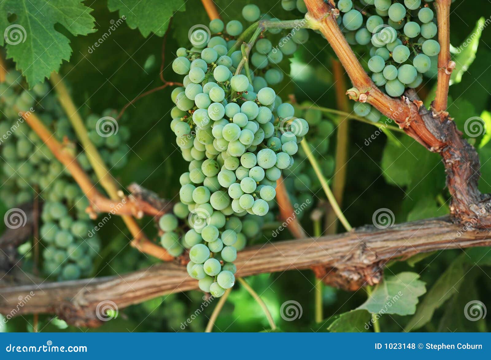 Green grapes on vine stock photo. Image of plant, green - 1023148