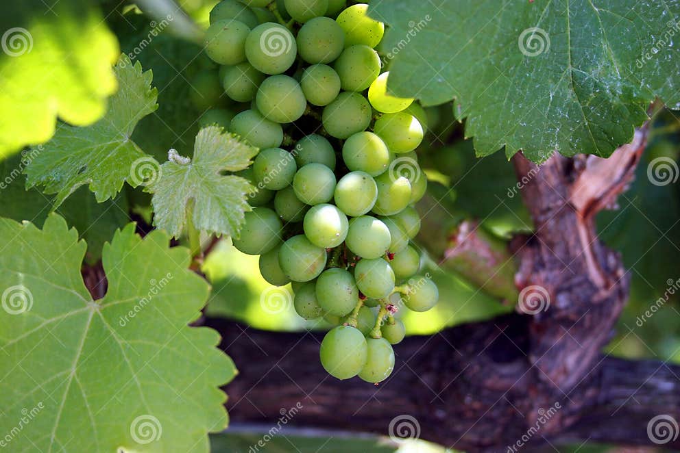 Green Grapes on the Vine stock image. Image of grape, napa - 473011